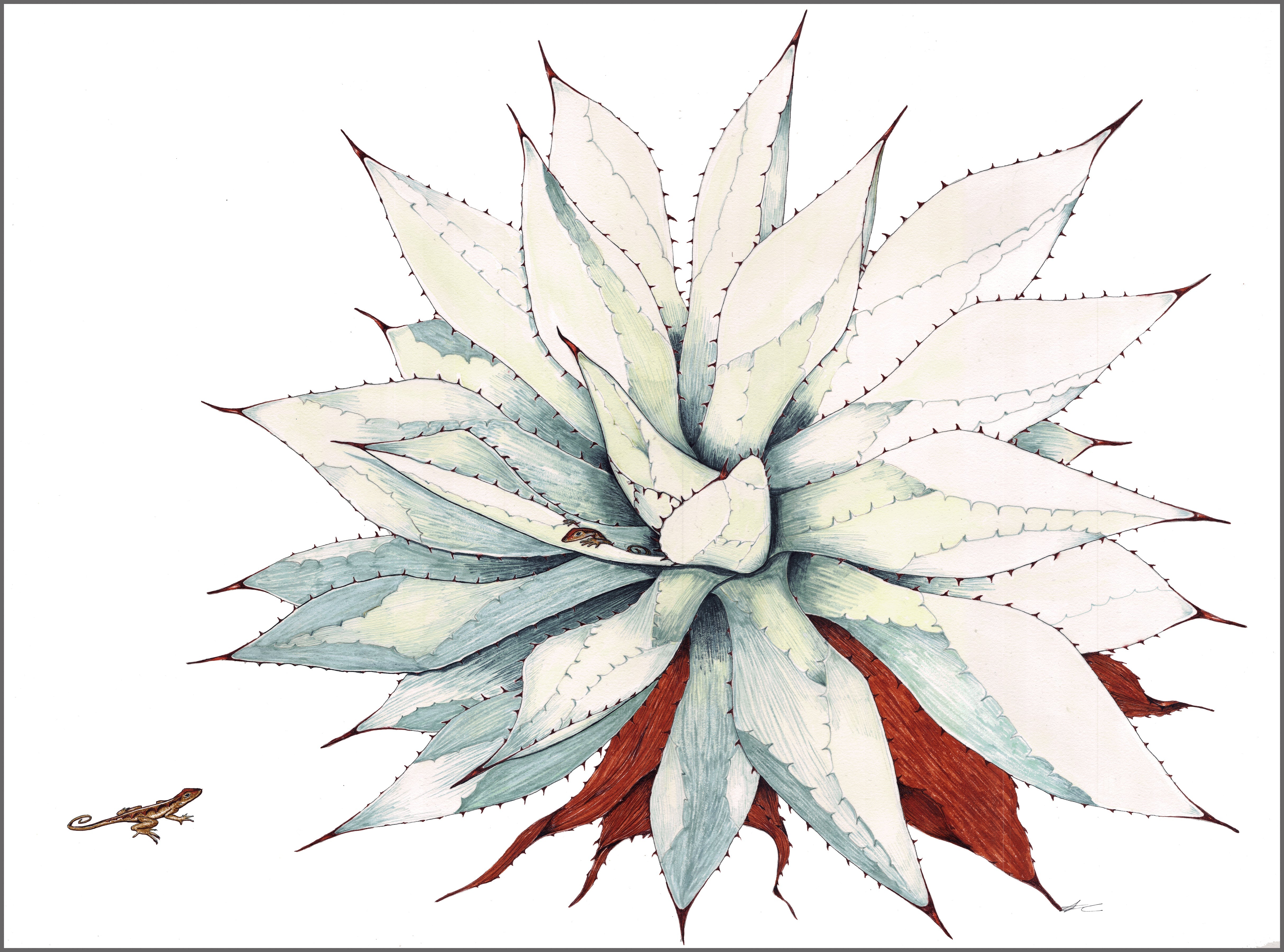 Agave and Brown Anoles – Botanicals By Stephanie LaRusso